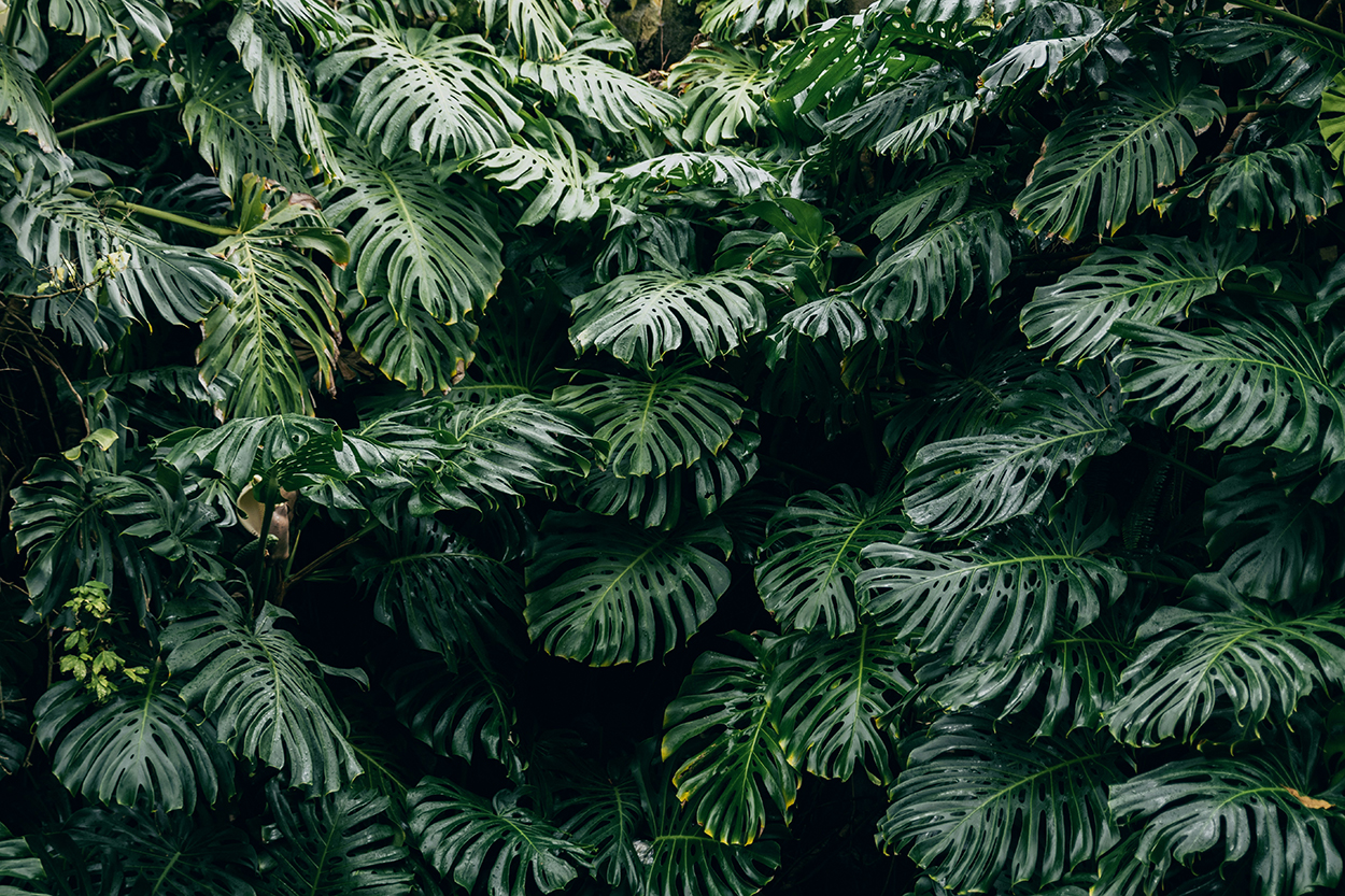 The Monstera | North American Review